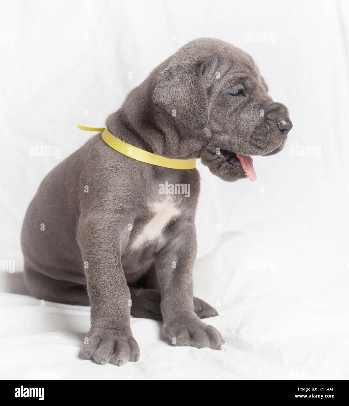 Young blue Great Dane puppy on a white background Stock Photo - Alamy