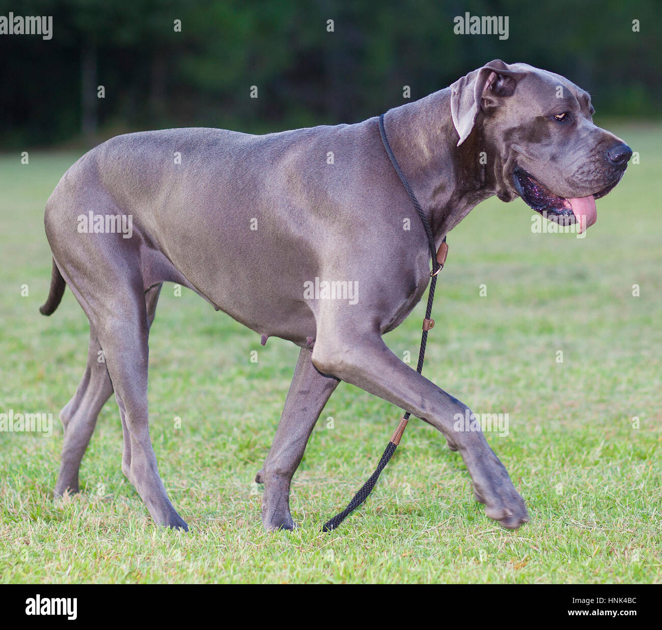 Purebred blue Great Dane walking on the grass Stock Photo - Alamy