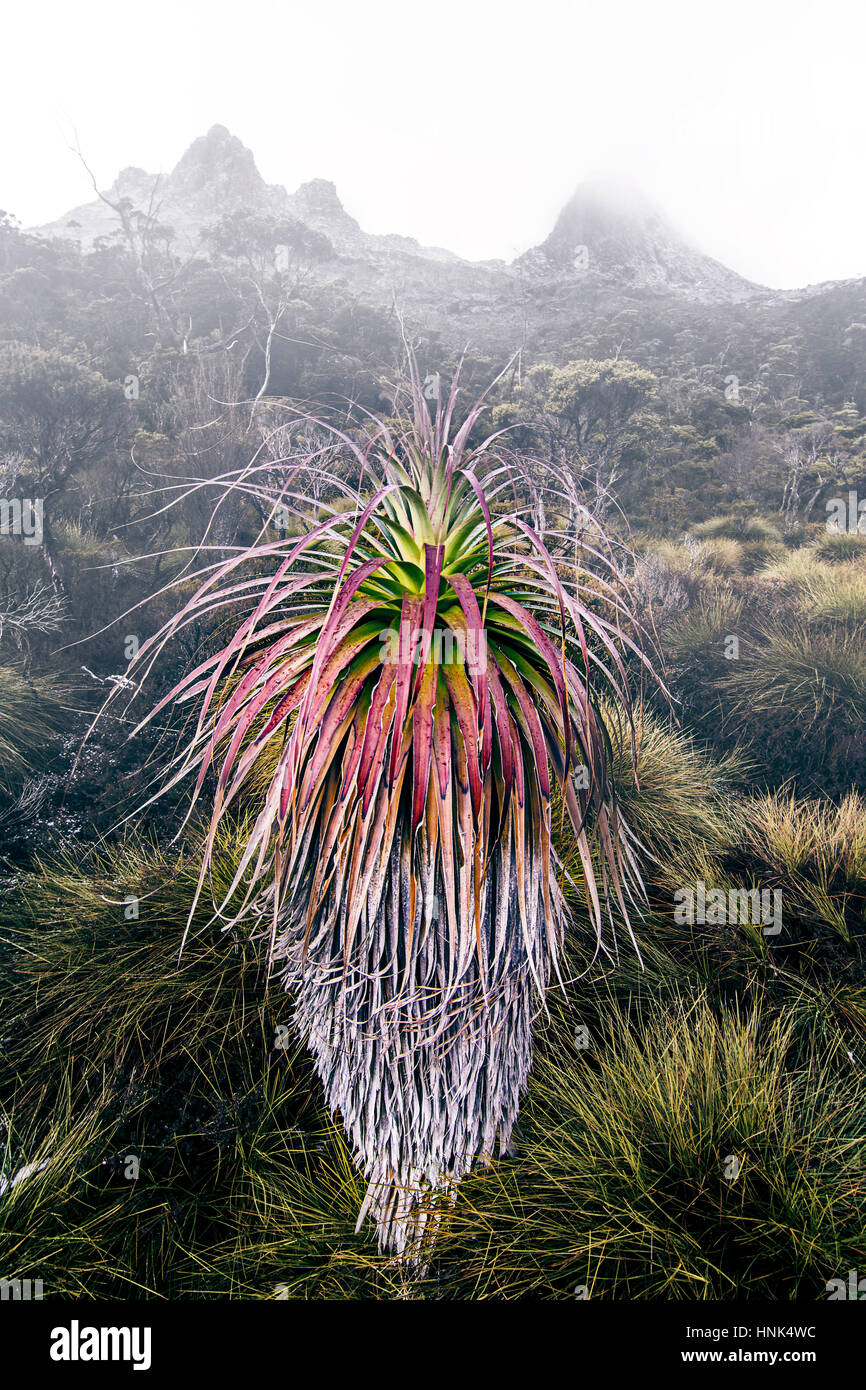 Pandani hi-res stock photography and images - Alamy