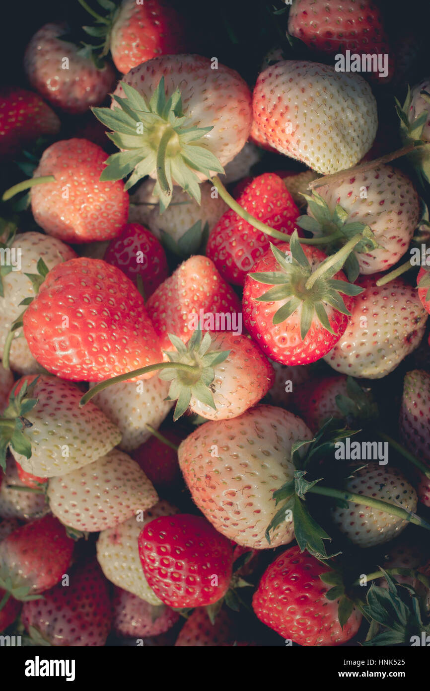 Many strawberry hi-res stock photography and images - Alamy