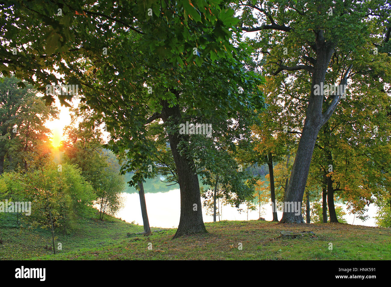 beautiful landscape with sunset in the park park with big green trees ...