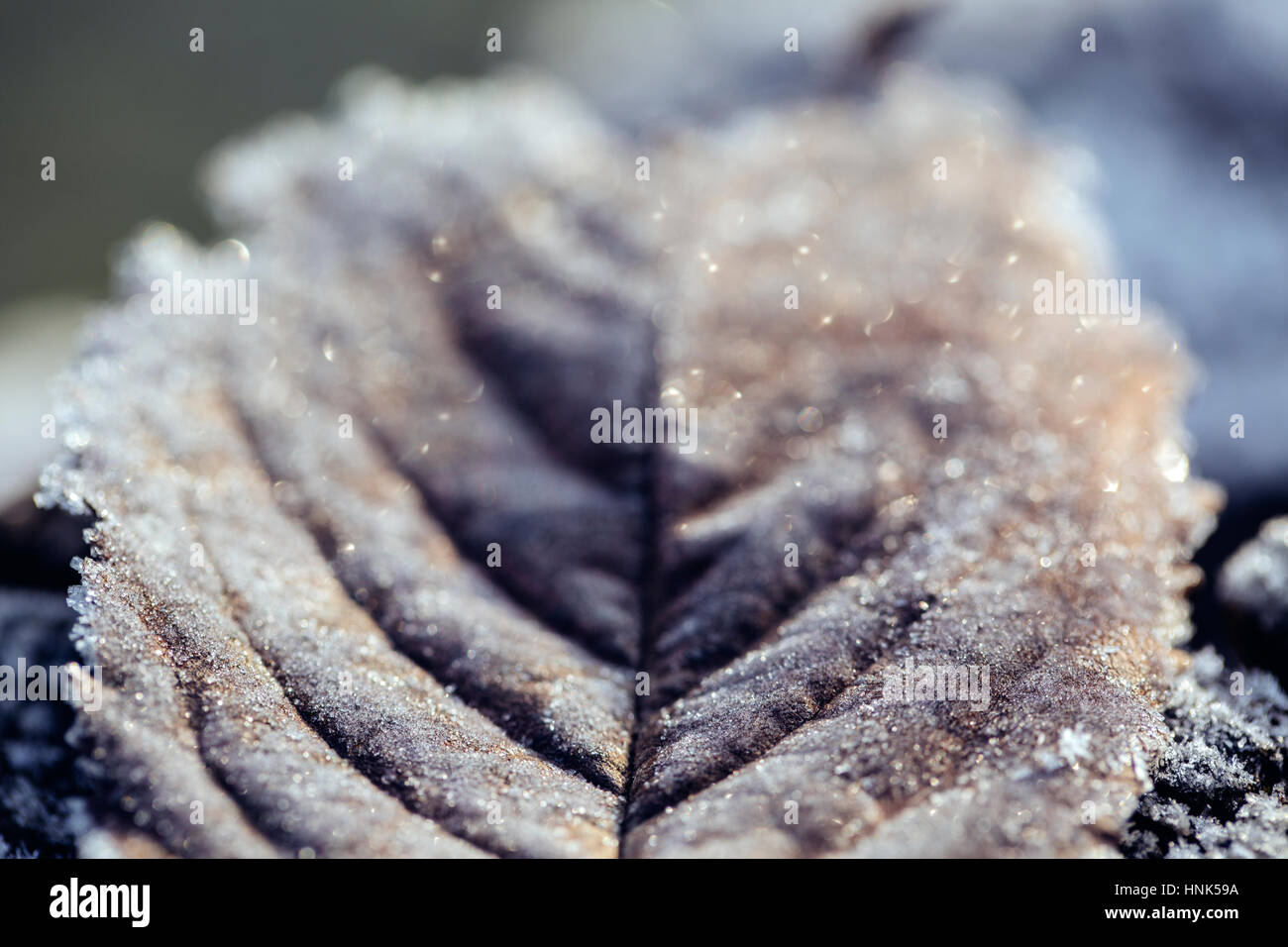 Frosted plant at sunrise hi-res stock photography and images - Alamy