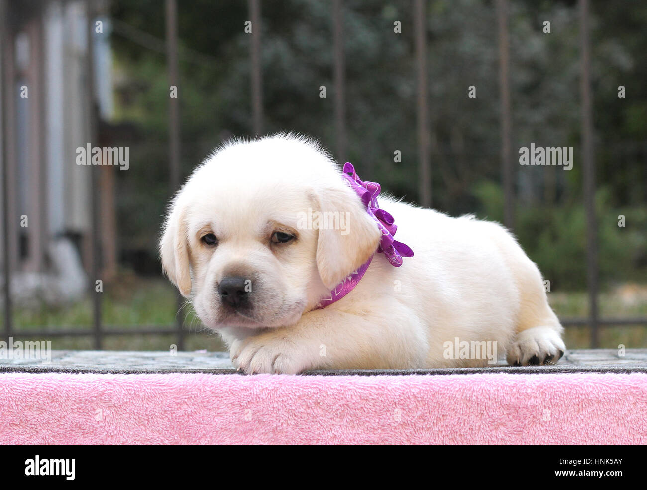 little yellow labrador puppy sitting on pink background Stock Photo - Alamy