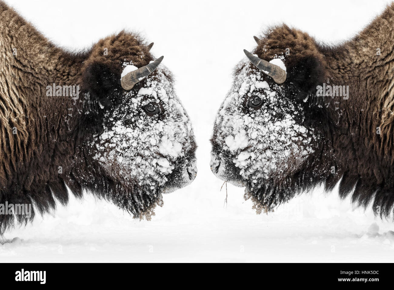 Bison face of snow hi-res stock photography and images - Alamy