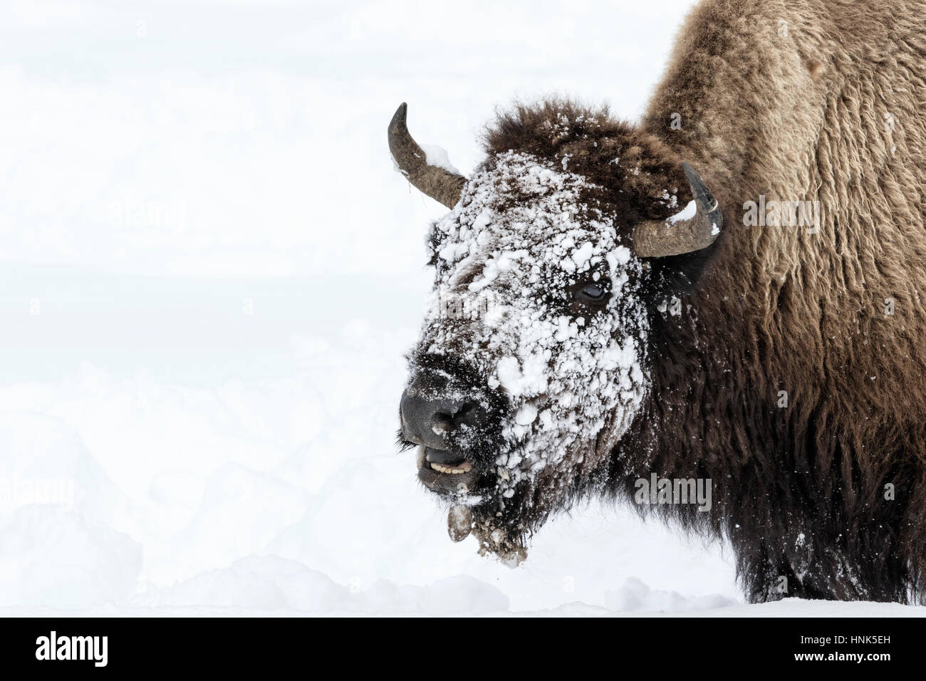 Bison with snow covered face hi-res stock photography and images - Alamy