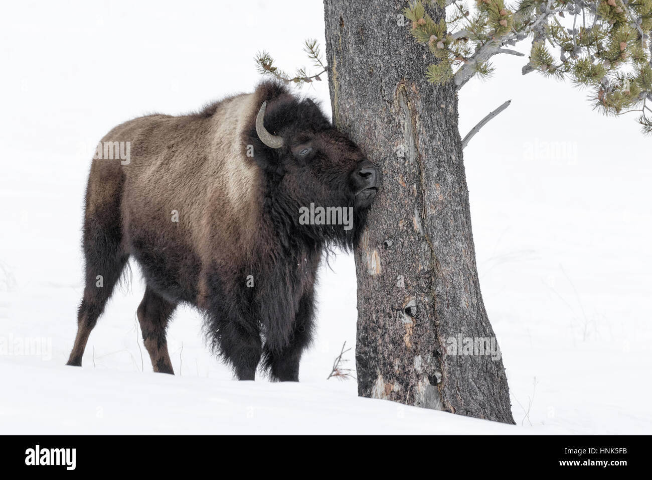 Conditions of tree species hi-res stock photography and images - Alamy