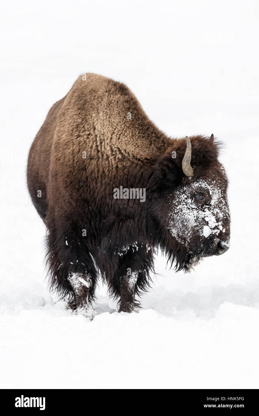 Female bison Cut Out Stock Images & Pictures - Alamy