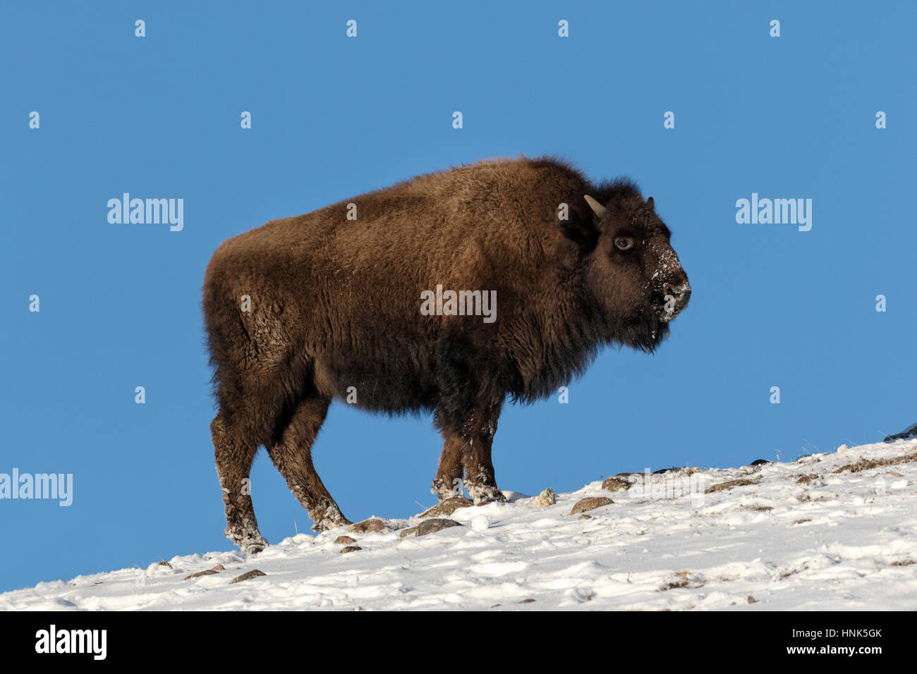 Bison landscape hi-res stock photography and images - Alamy