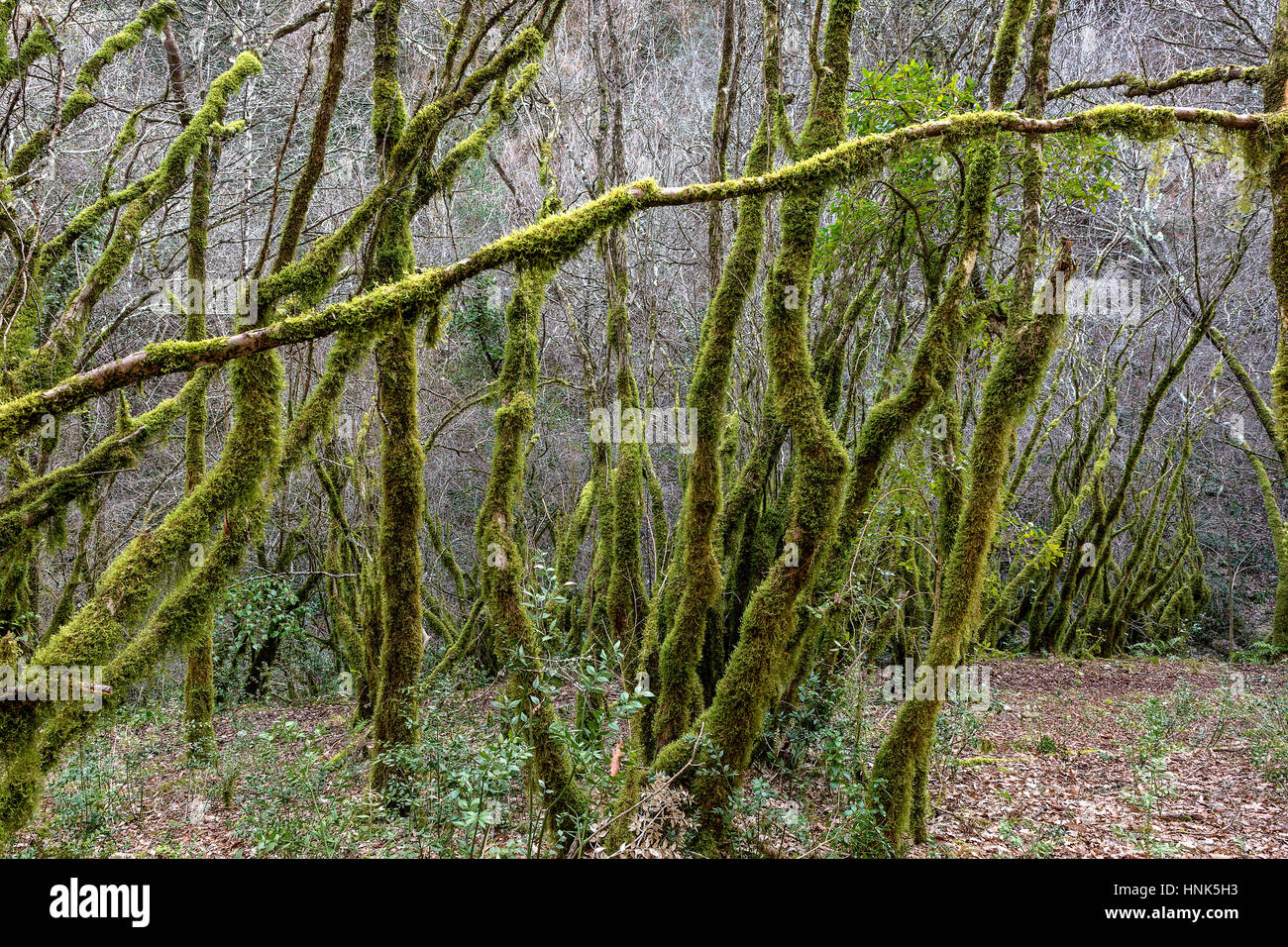 Petrified tree trunks hi-res stock photography and images - Alamy