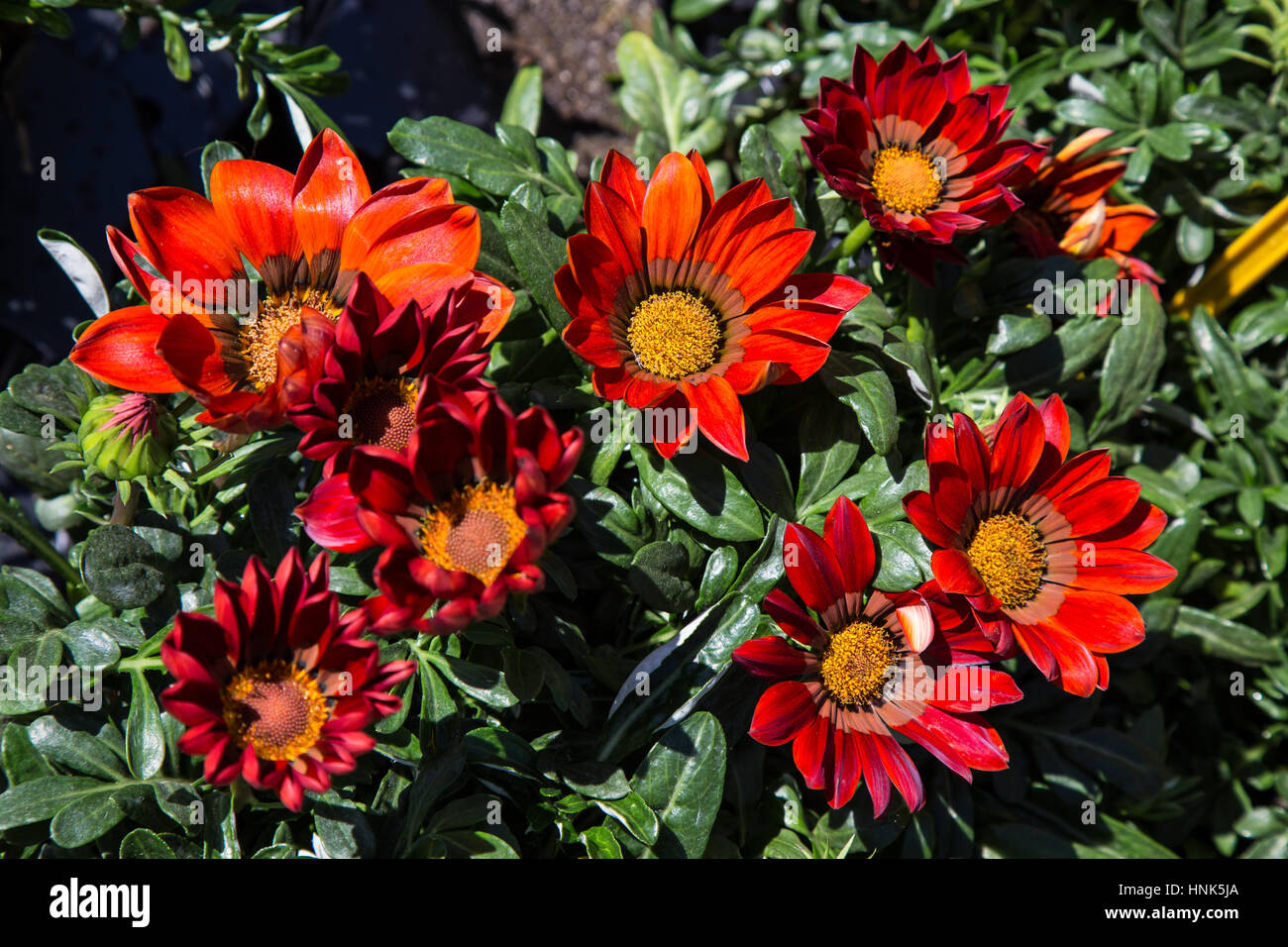 Gazania purple colored Stock Photo - Alamy