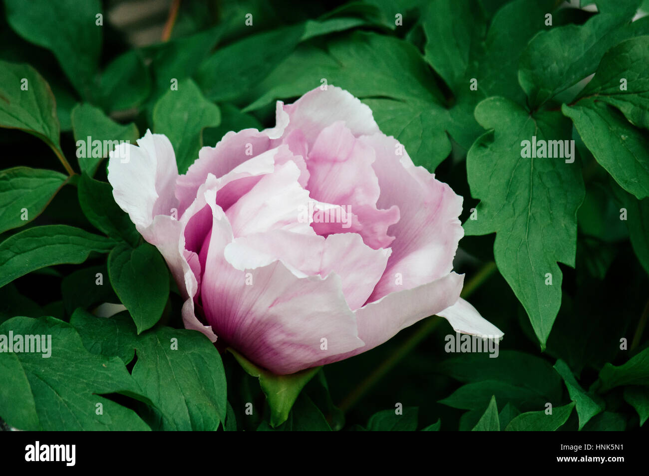 Green stalks hi-res stock photography and images - Alamy