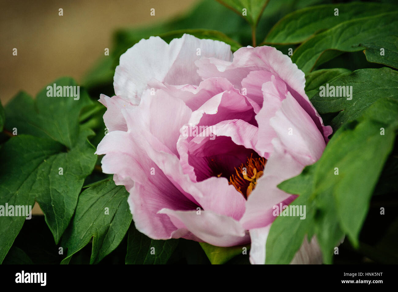 Pink peony with grass background hi-res stock photography and images ...