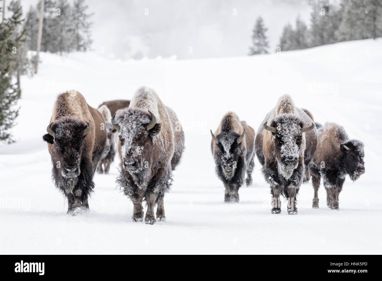 Bison group hi-res stock photography and images - Alamy