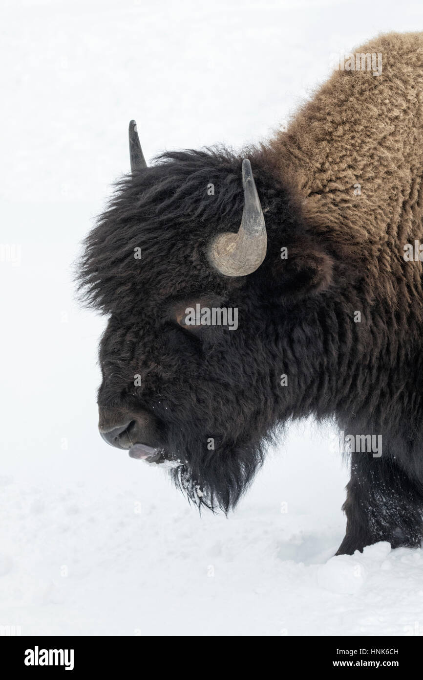 American Bison - young bull portrait Stock Photo - Alamy