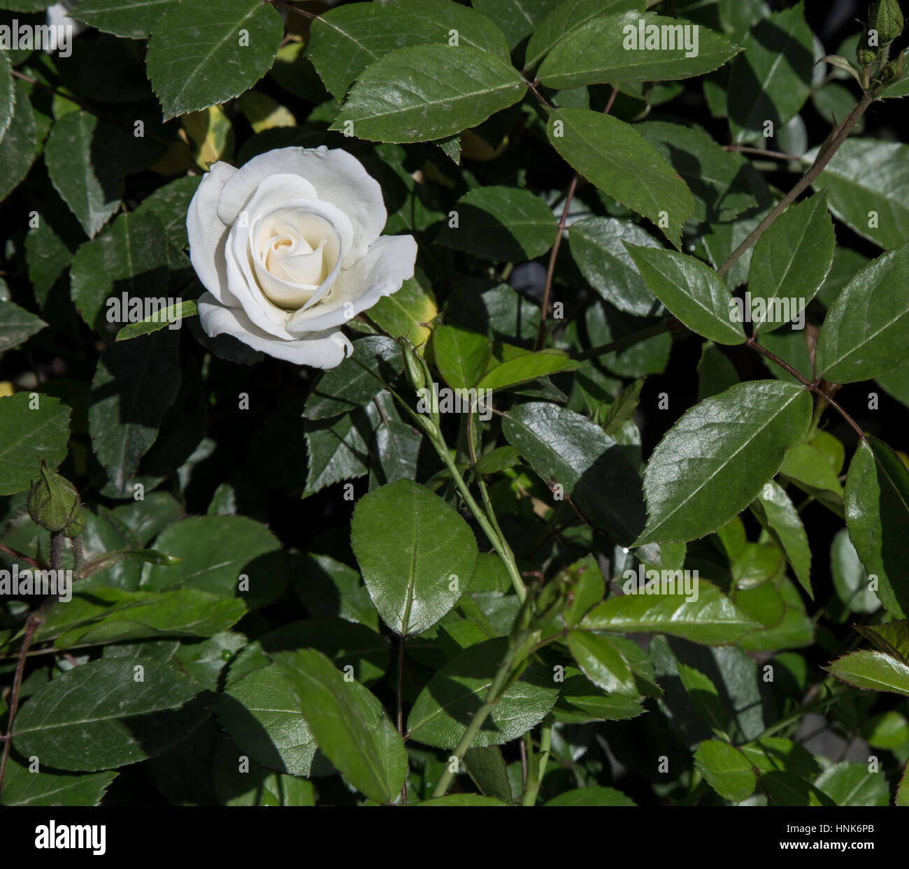 White rose flower in the leaves Stock Photo - Alamy
