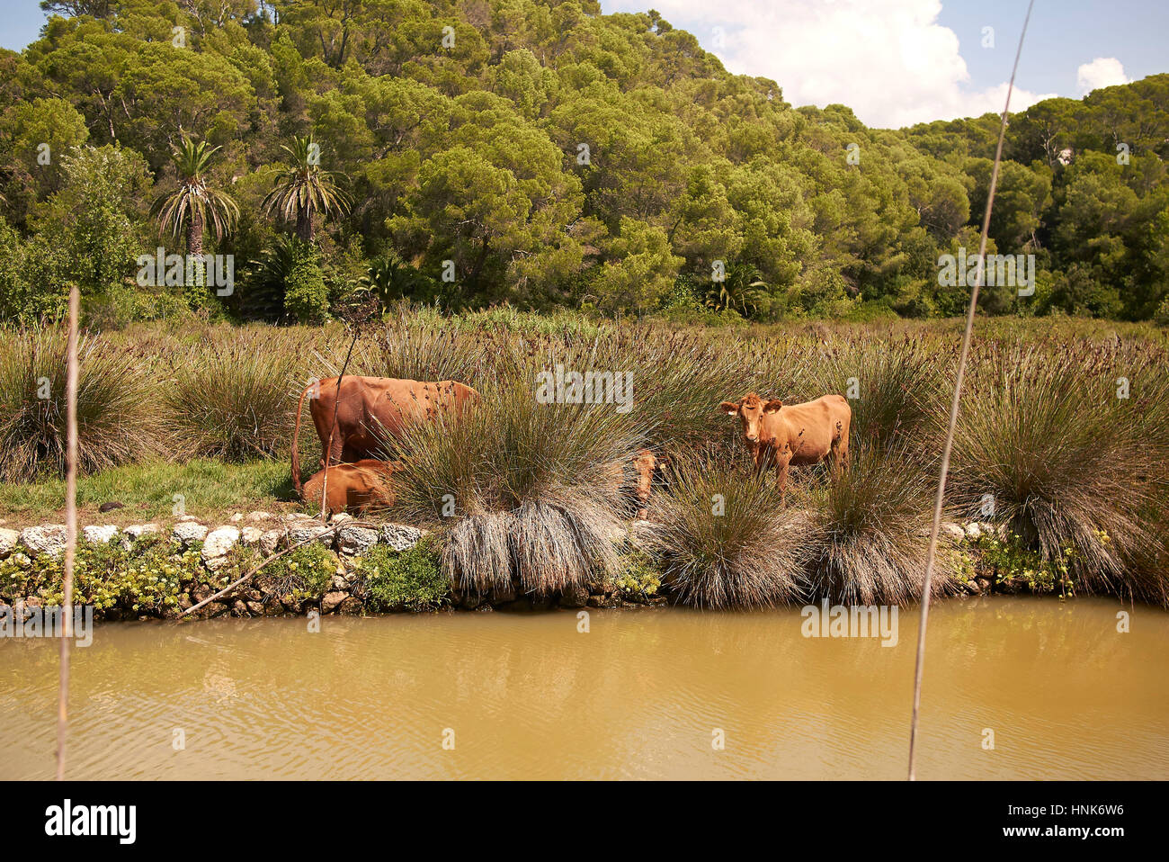 Minorca animal hi-res stock photography and images - Alamy