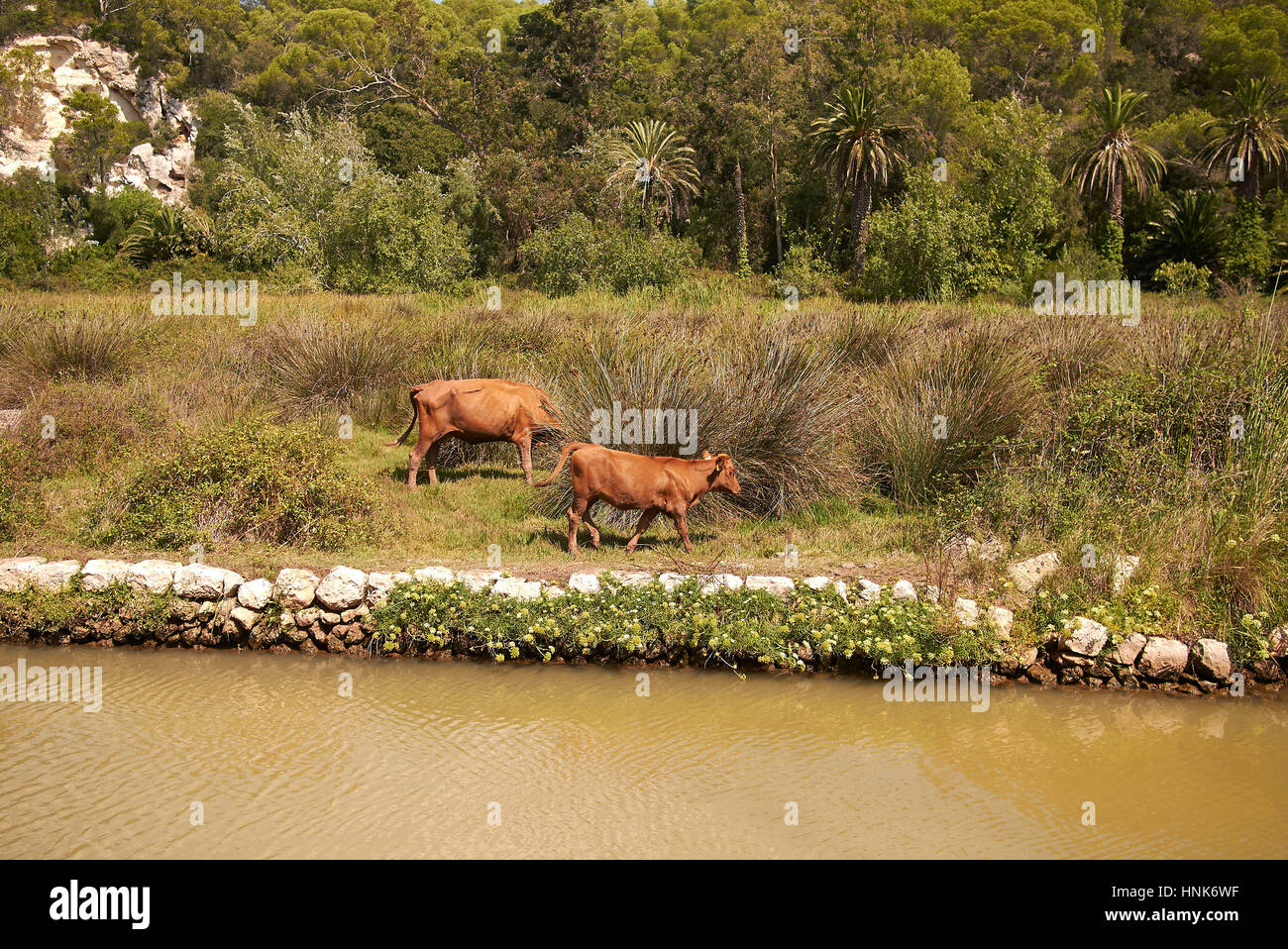Minorca animal hi-res stock photography and images - Alamy