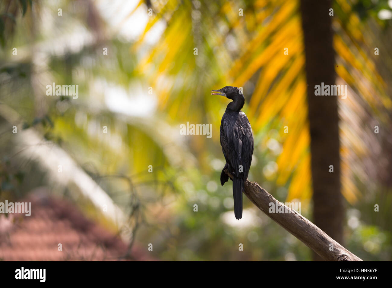 Water birds of kerala hi-res stock photography and images - Alamy