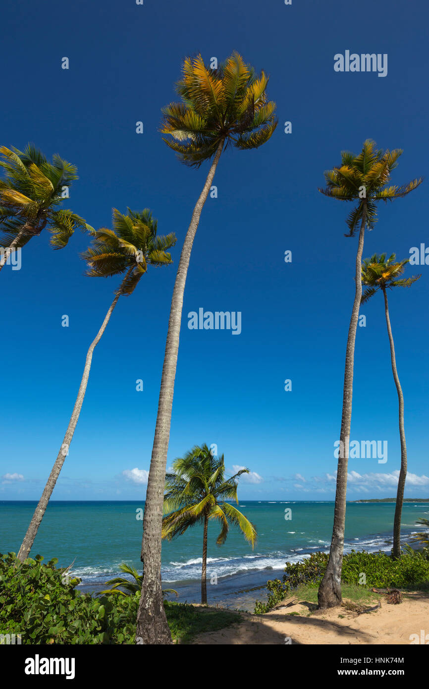 TALL PALM TREES PLAYA PINONES BEACH LOIZA PUERTO RICO Stock Photo - Alamy