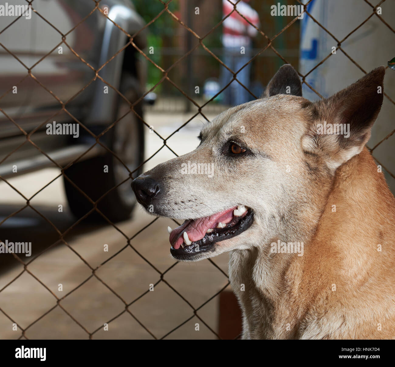 Angry dog fence hi-res stock photography and images - Alamy