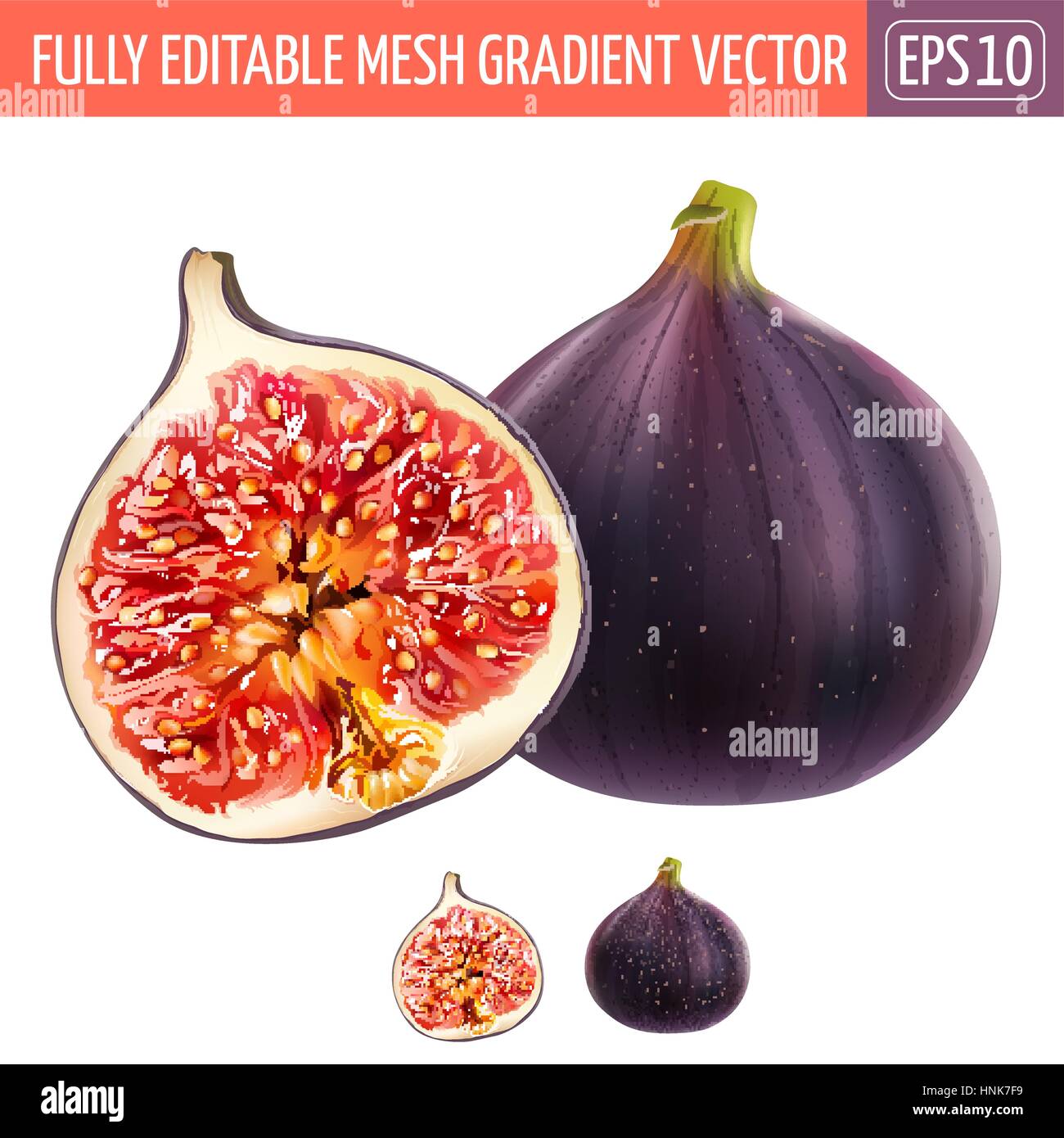 Closeup figs Stock Vector Images - Alamy