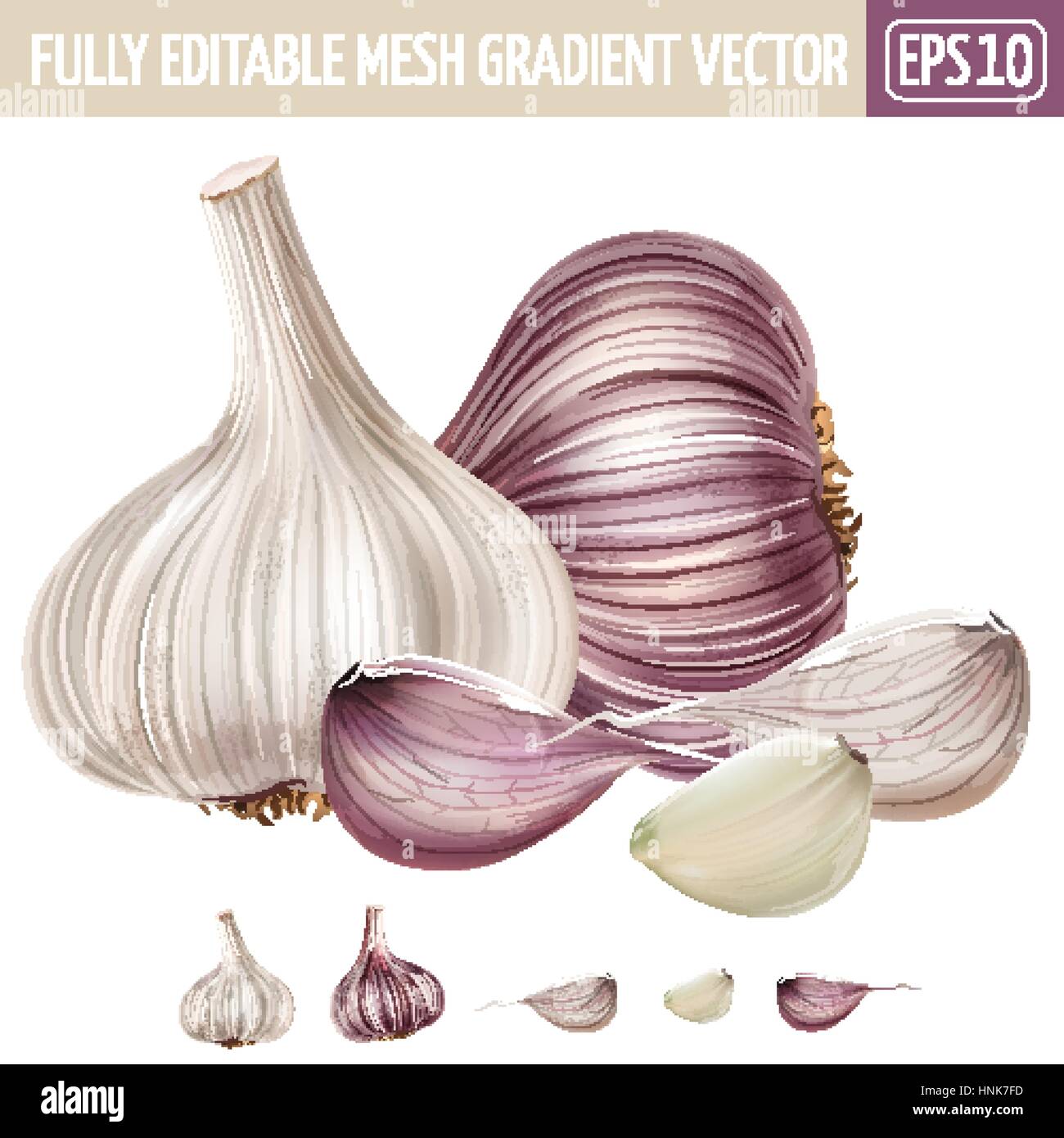 Garlic on white background. Vector illustration Stock Vector Image ...