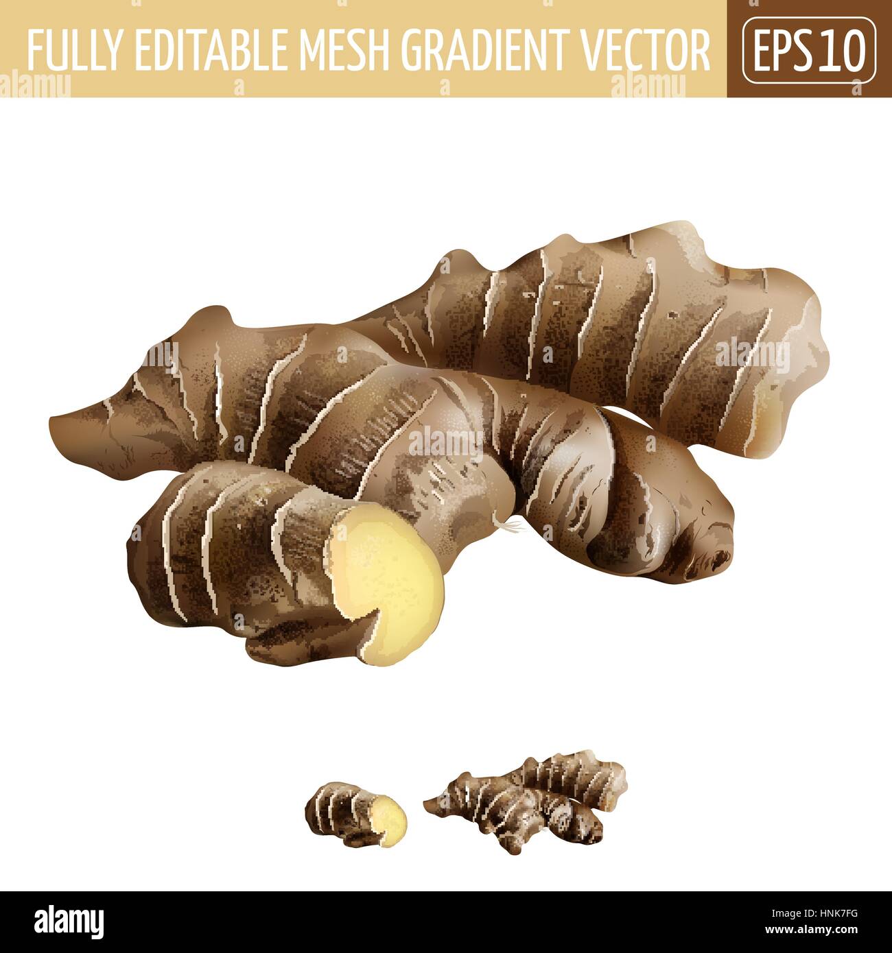 Ginger on white background. Vector illustration Stock Vector Image ...