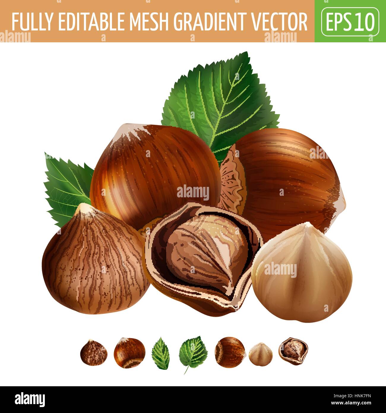 Hazelnuts on white background. Vector illustration Stock Vector Image ...
