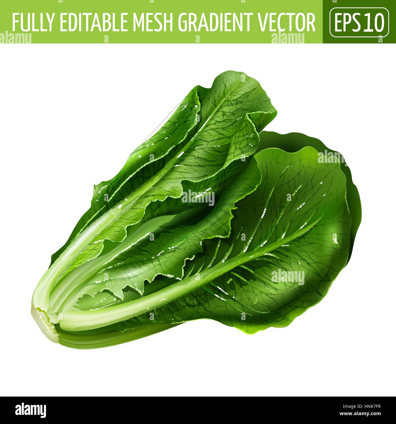 Lettuce on white background. Vector illustration Stock Vector Image ...