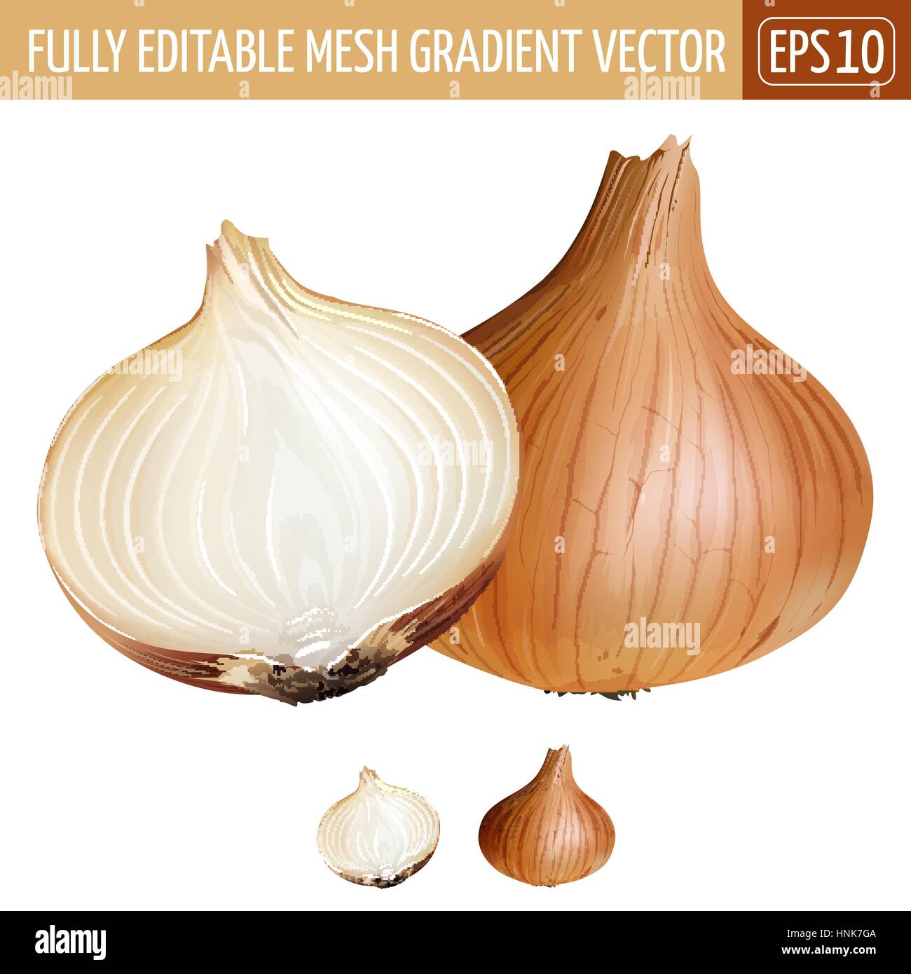 Onion on white background. Vector illustration Stock Vector Image & Art ...