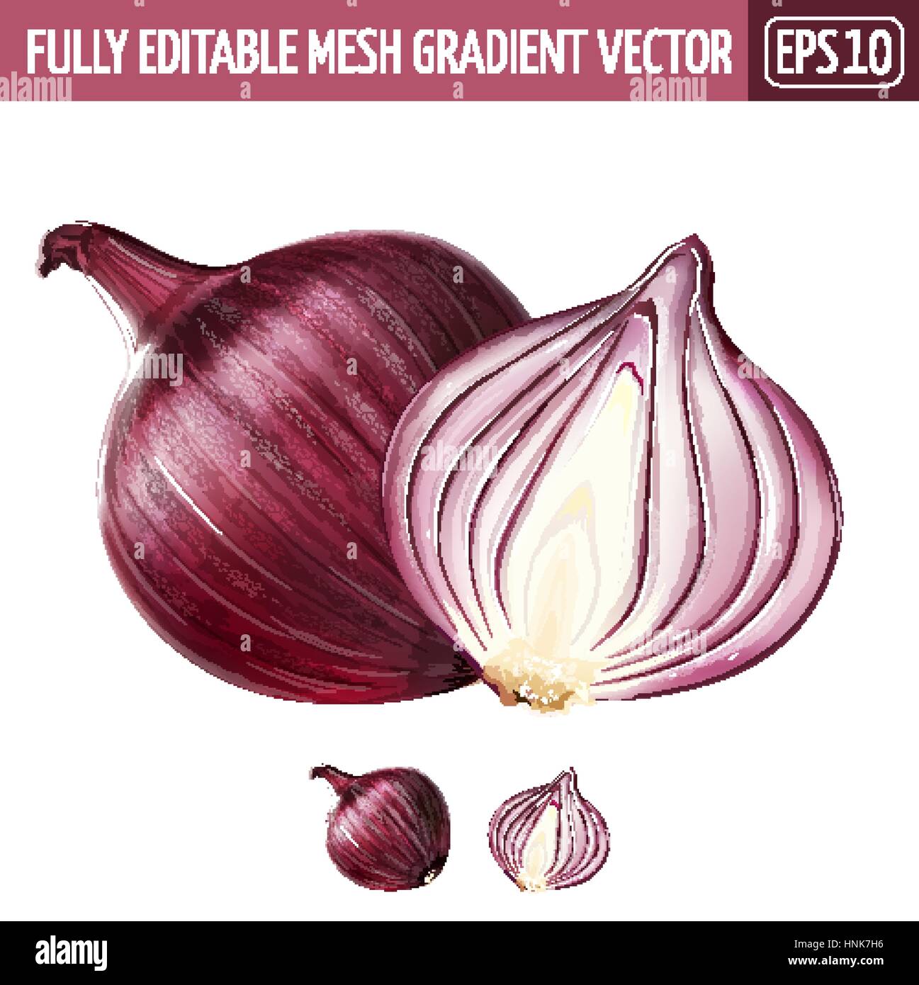 Red onion on white background. Vector illustration Stock Vector Image ...