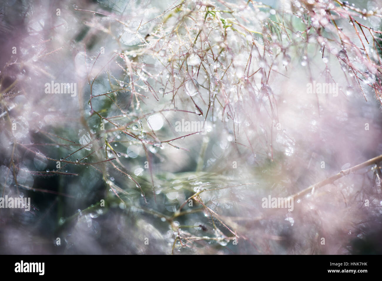 Magical dew drops with bookeh light amazing violet and blue marine ...