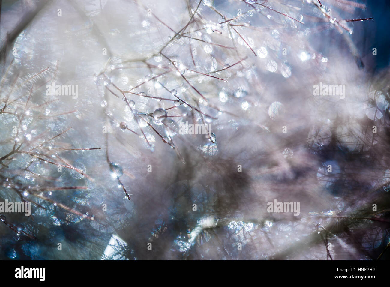Magical dew drops with bookeh light amazing colours Stock Photo - Alamy