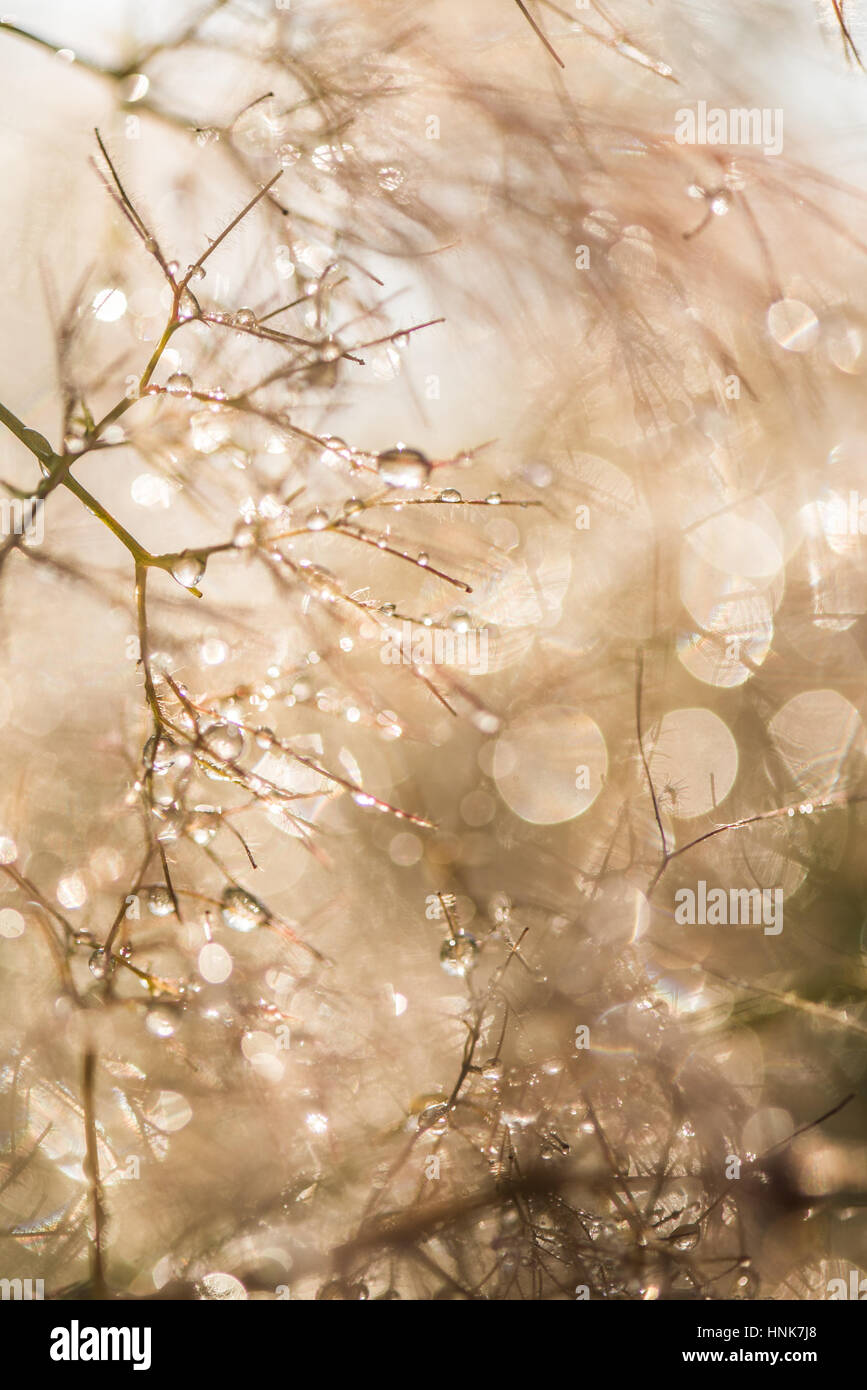 Magical dew drops with bookeh light amazing colours Stock Photo - Alamy
