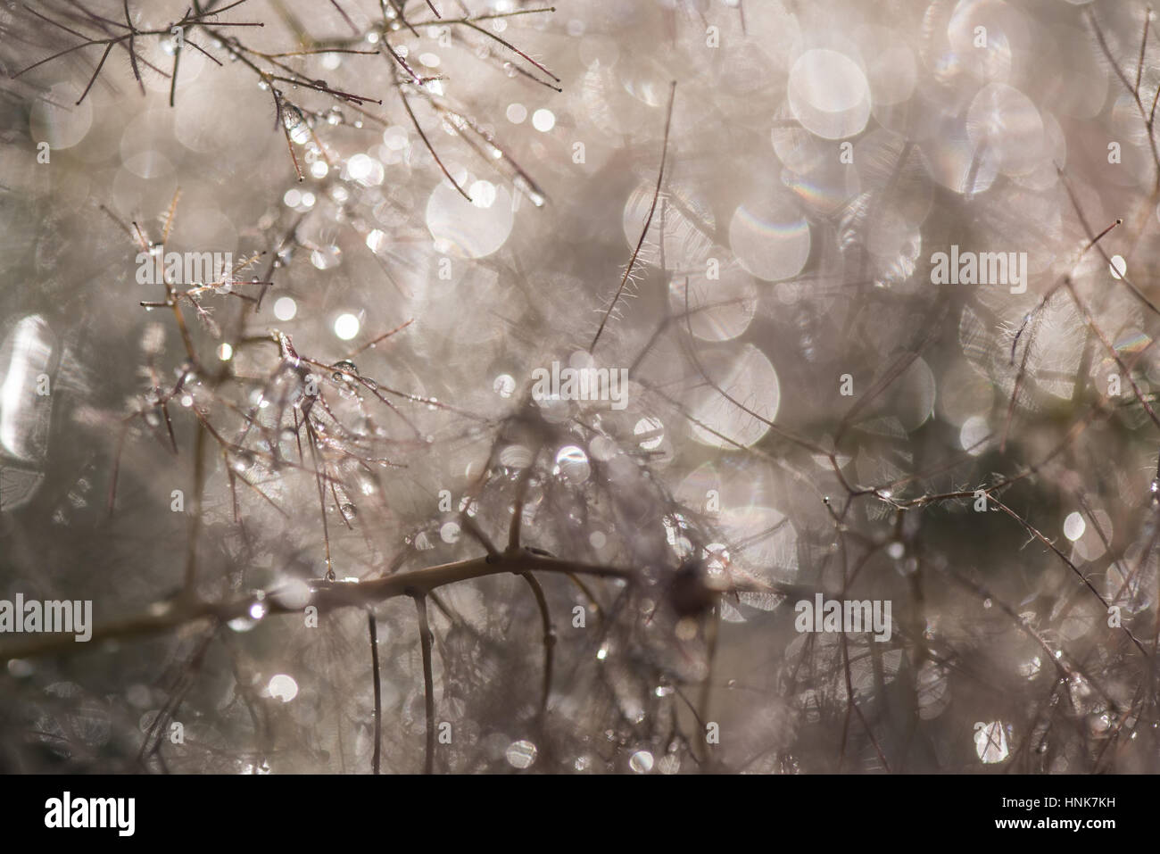 Magical dew drops with bookeh light amazing colours Stock Photo - Alamy