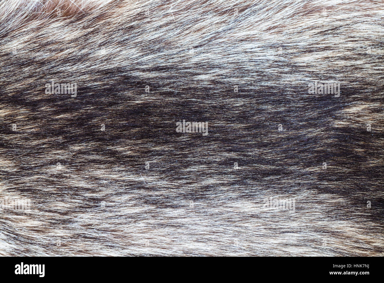 textile background - raw raccoon fur close up Stock Photo - Alamy