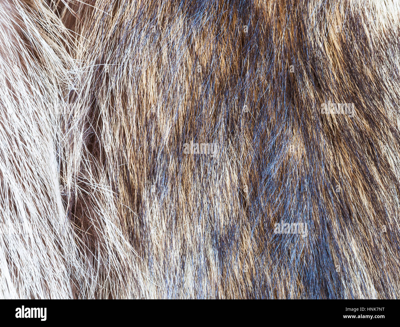 textile background - hairs of raccoon fur close up Stock Photo - Alamy