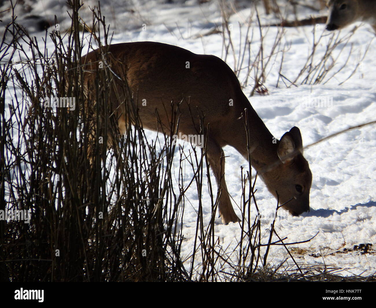 deer in winter, roe deer in winter Stock Photo - Alamy