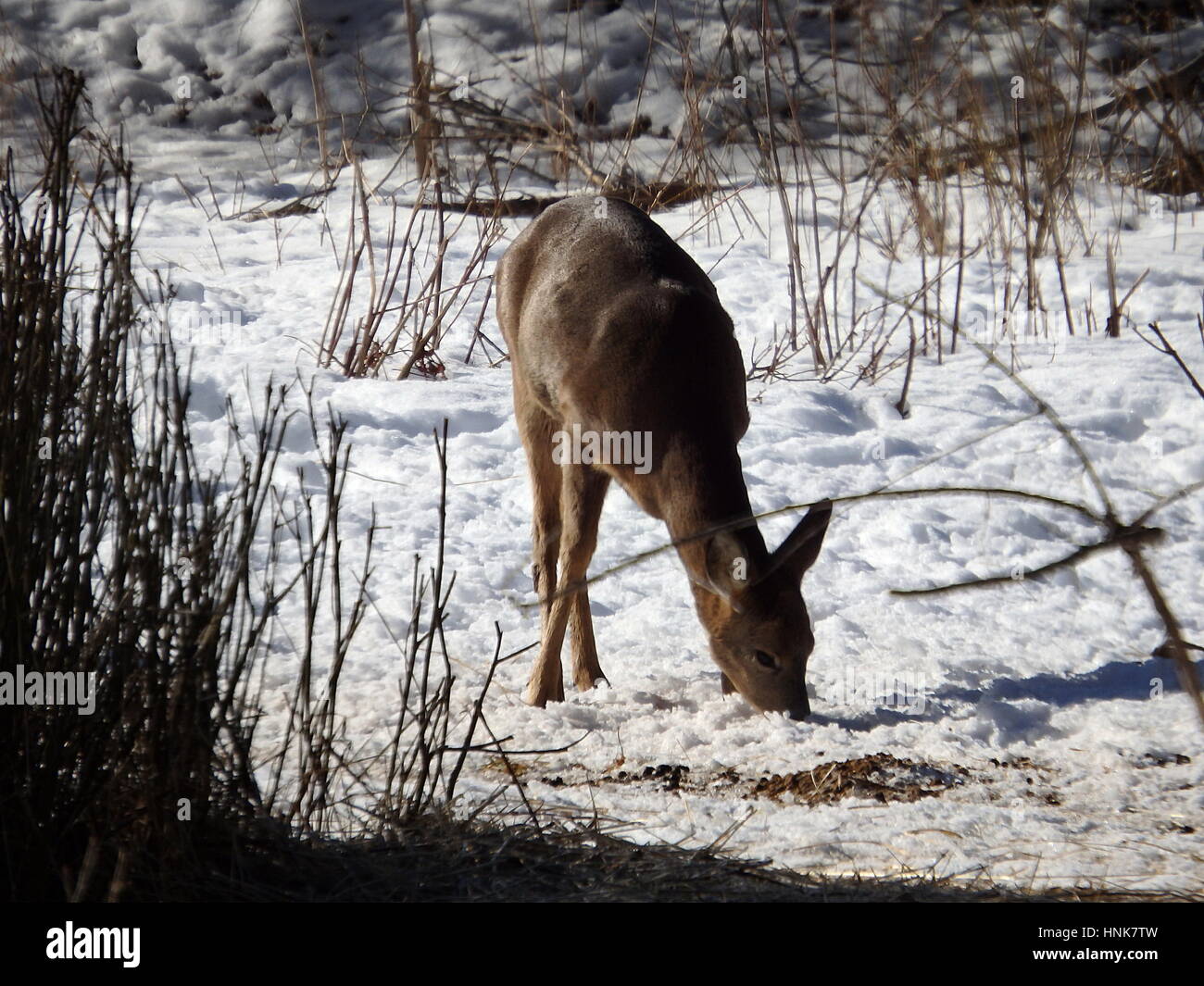 Roe deer hoof hi-res stock photography and images - Alamy