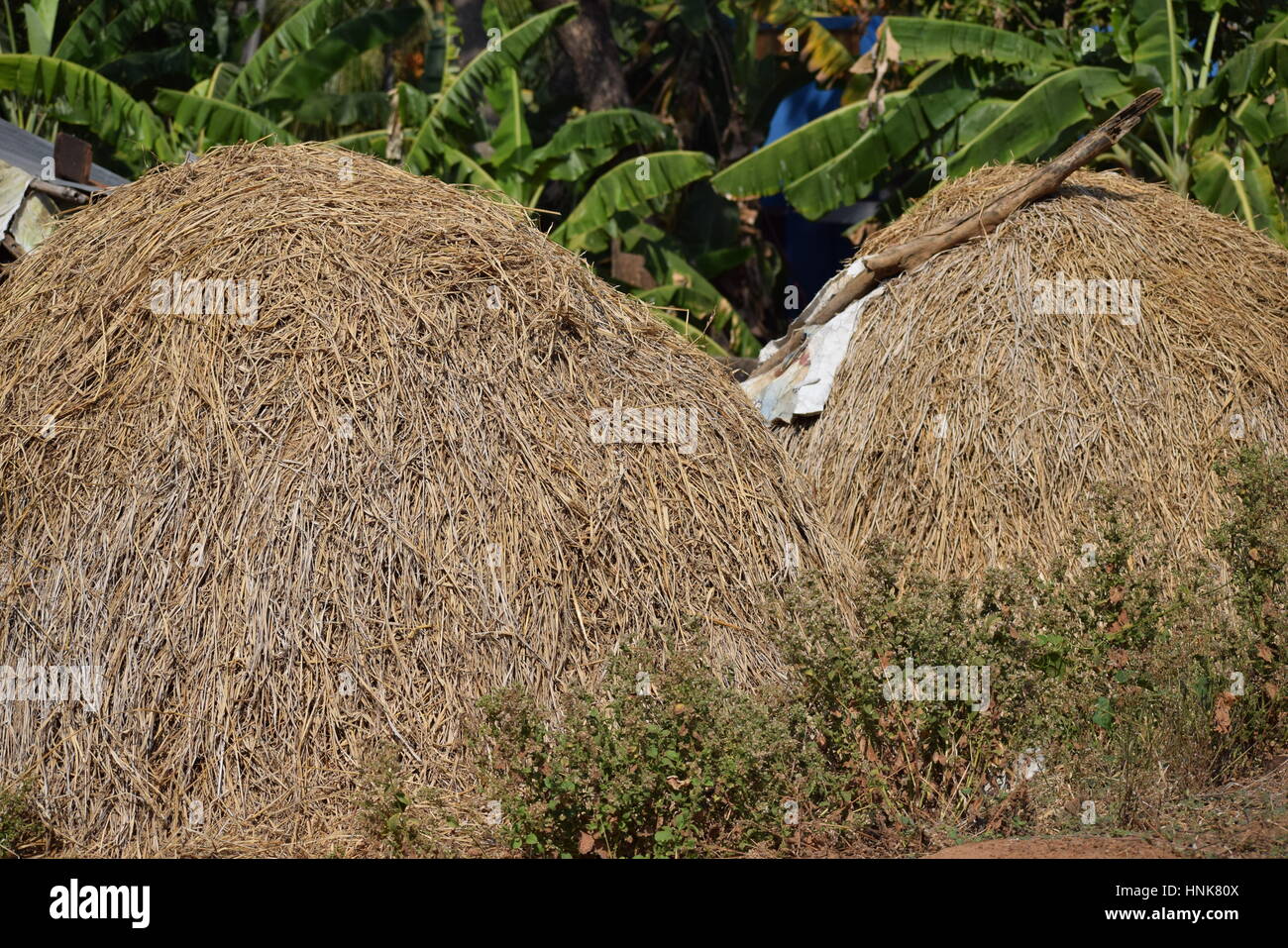 Farmers use leftover leaves of the rice grains to feed cattle's once ...