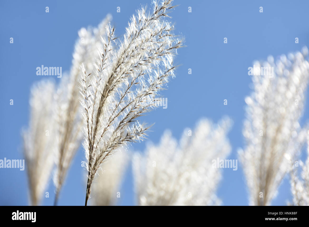 Grass field in northern Wisconsin Stock Photo - Alamy