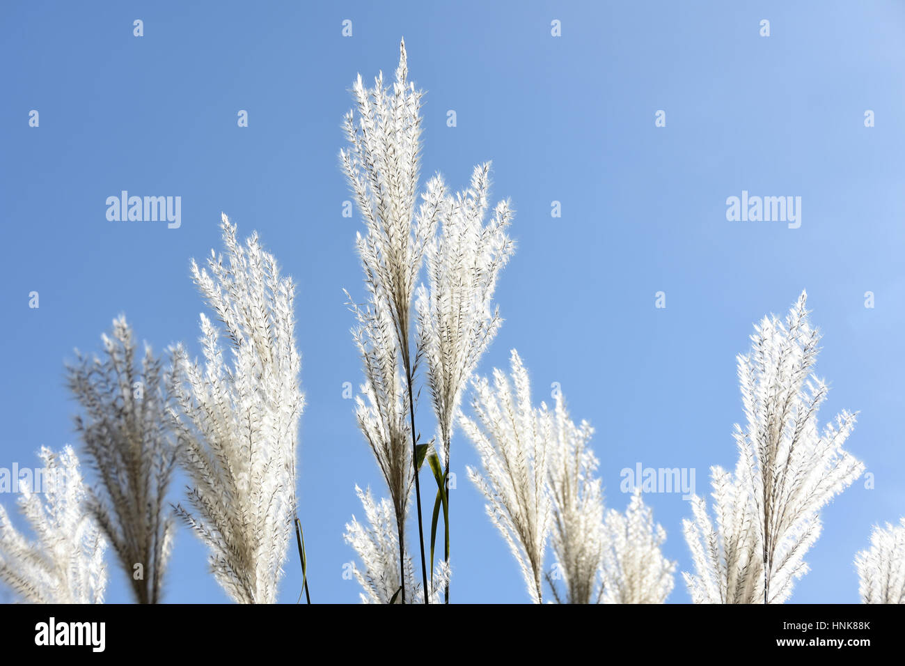 Grass field in northern Wisconsin Stock Photo - Alamy