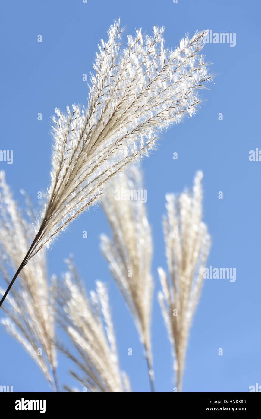 Grass field in northern Wisconsin Stock Photo - Alamy