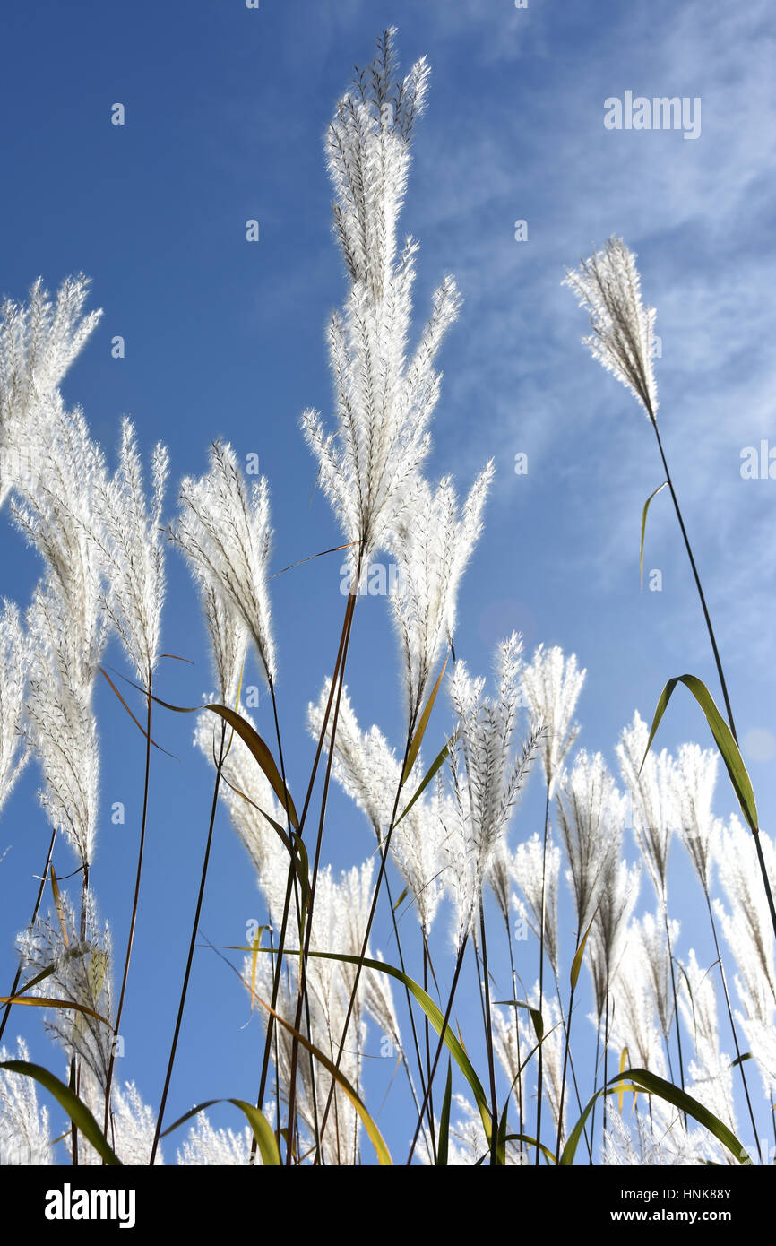 Grass field in northern Wisconsin Stock Photo - Alamy