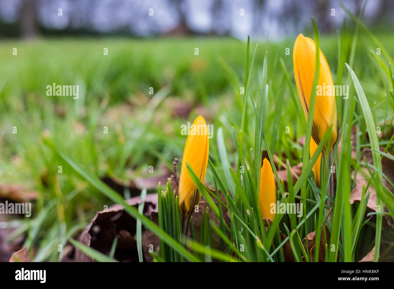 Yellow Flower Emerging as First Sign of Spring in UK Stock Photo - Alamy