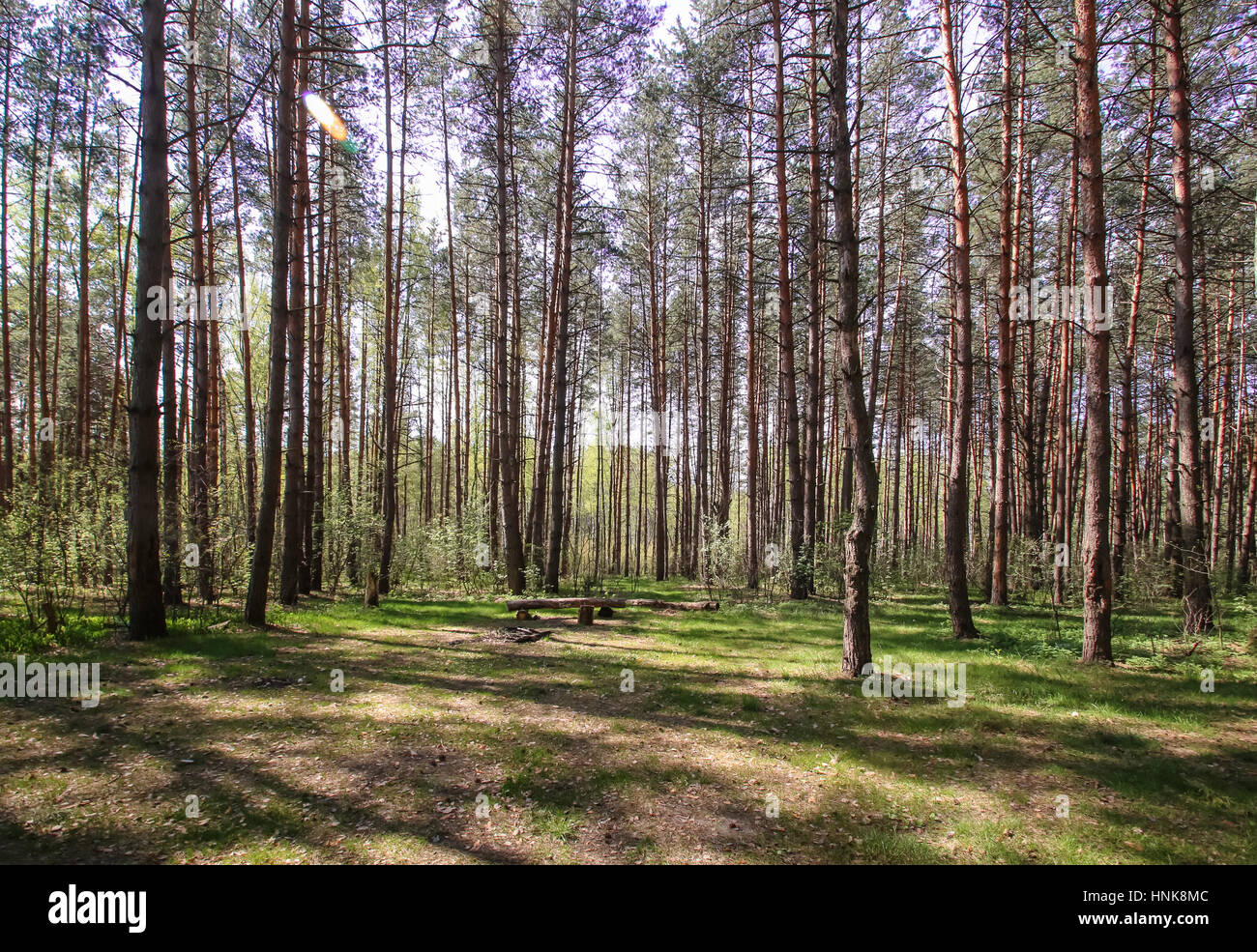 Spring sun in magic bright forest beautiful sunny blue sky Stock Photo ...