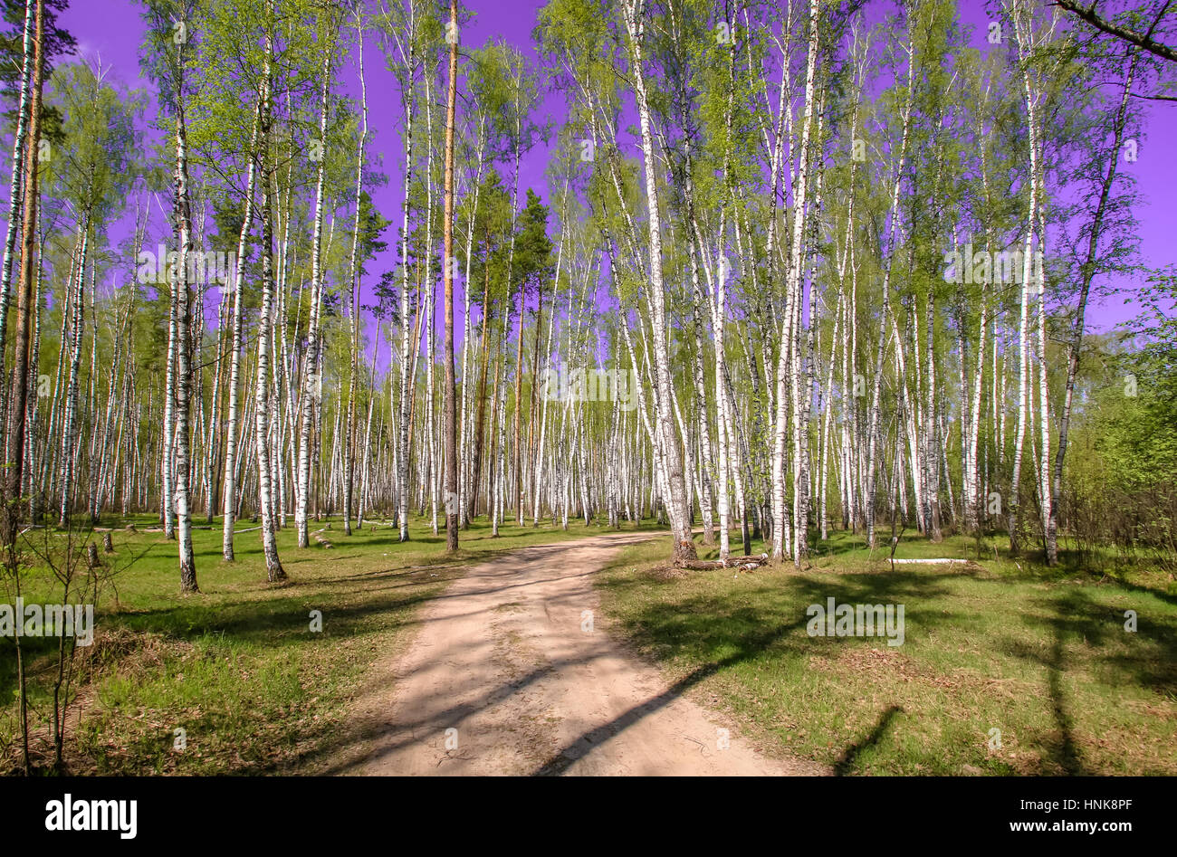 Spring sun in magic bright forest beautiful sunny blue sky Stock Photo ...
