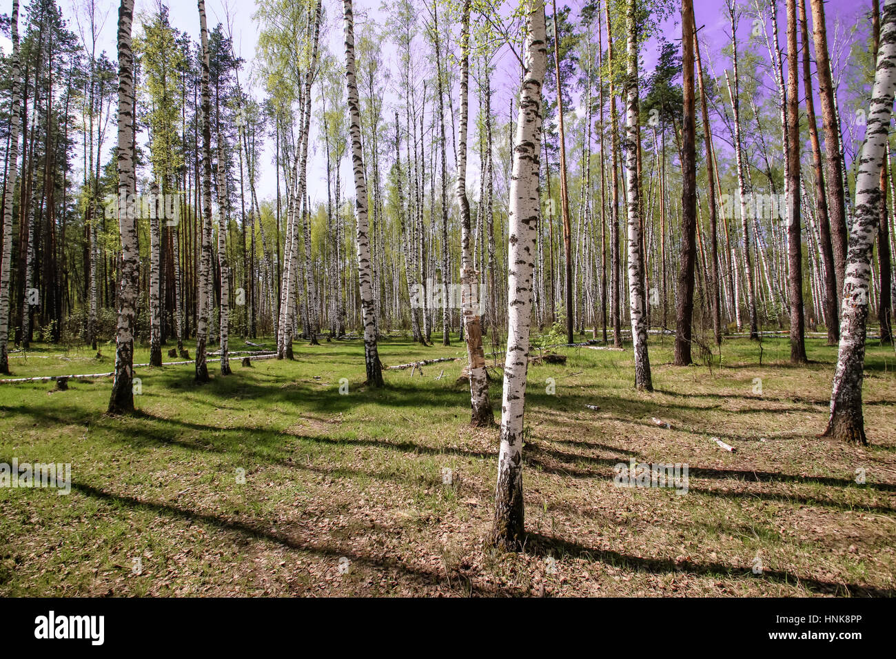 Spring sun in magic bright forest beautiful sunny blue sky Stock Photo ...