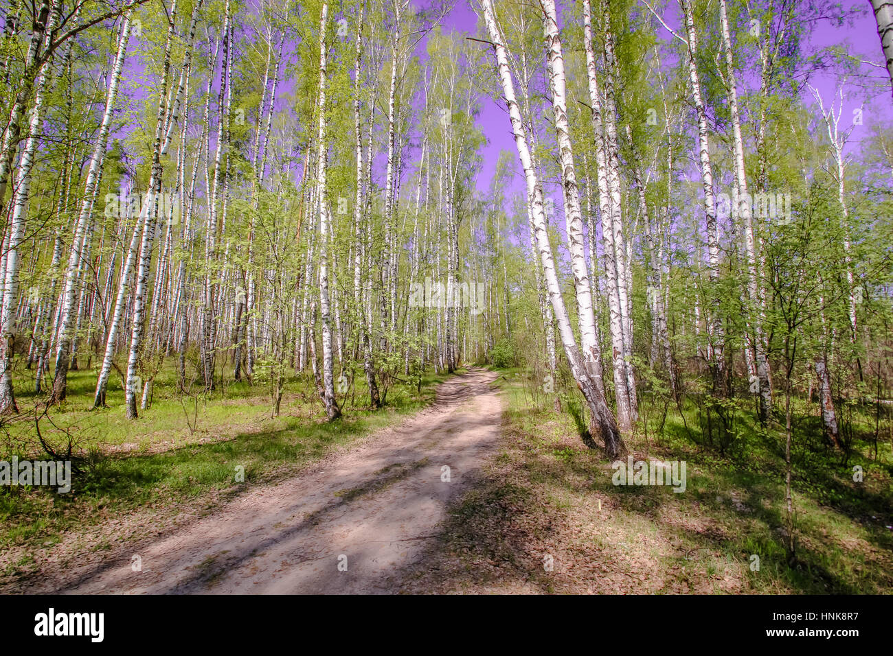 Spring sun in magic bright forest beautiful sunny blue sky Stock Photo ...