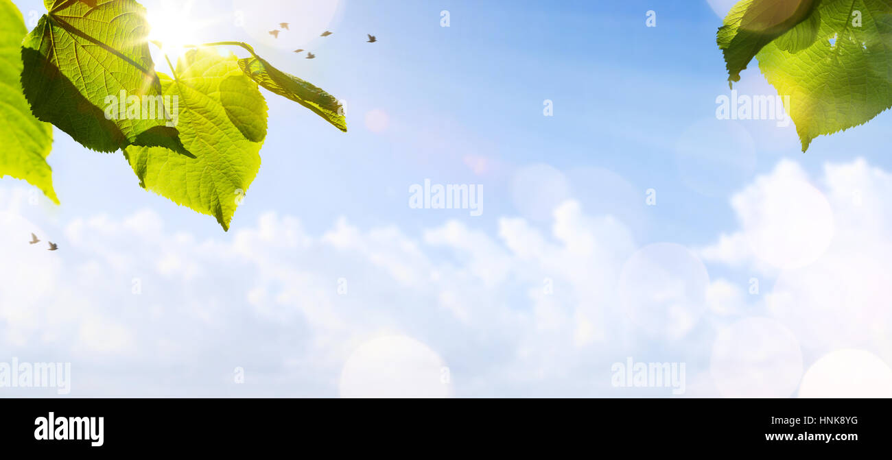 art abstract spring background or summer background with fresh trees ...